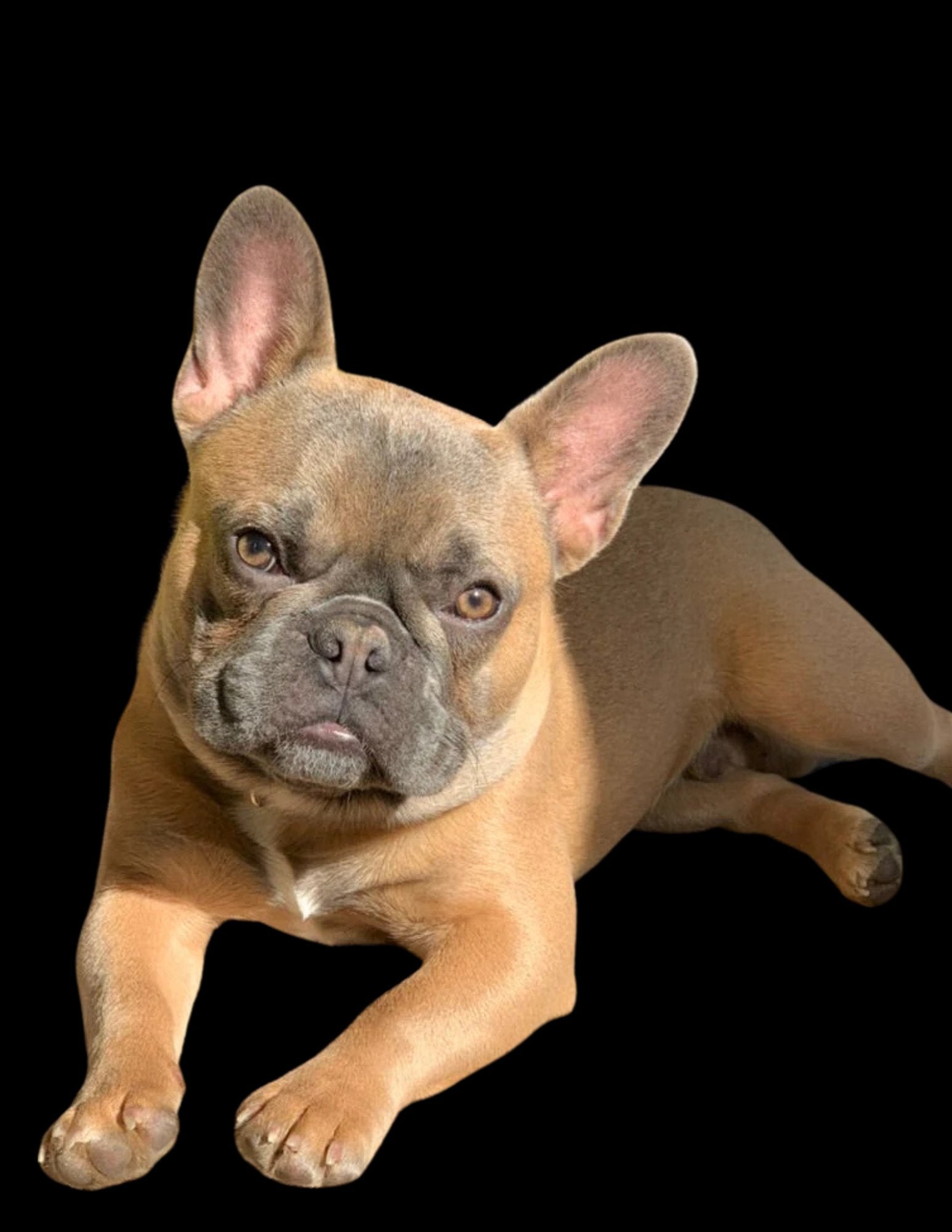 Duke - Chief Advisor of Happiness